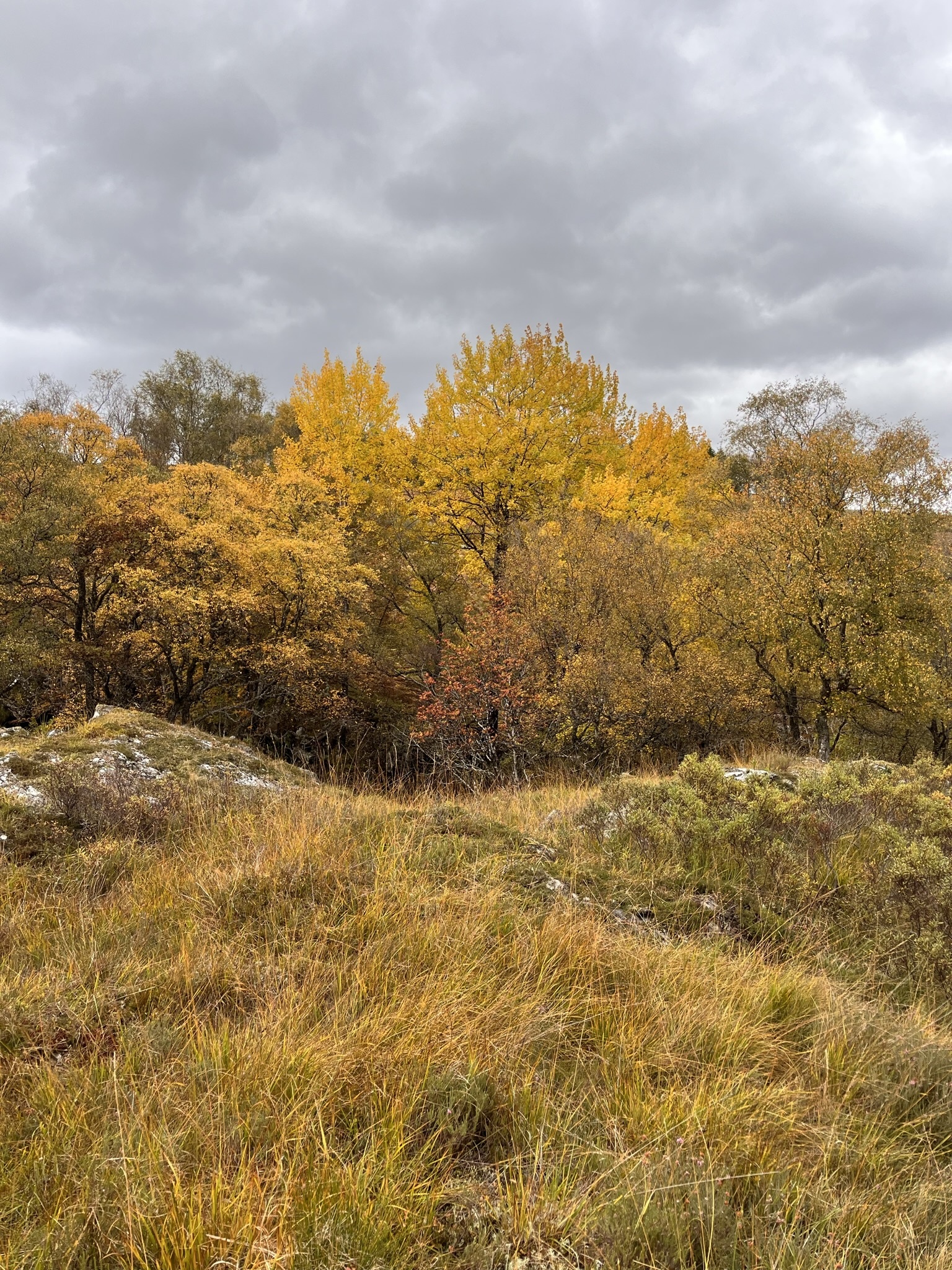 5 Lessons To Be Learnt in Forest Management - Tilhill Forestry