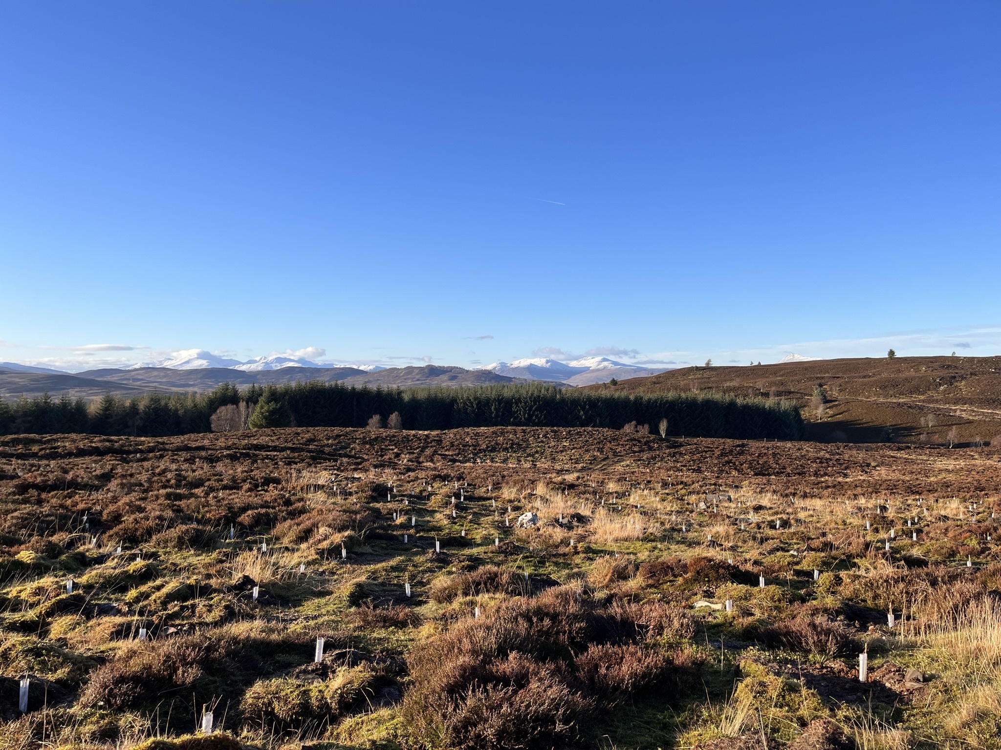 5 Lessons To Be Learnt in Forest Management - Tilhill Forestry