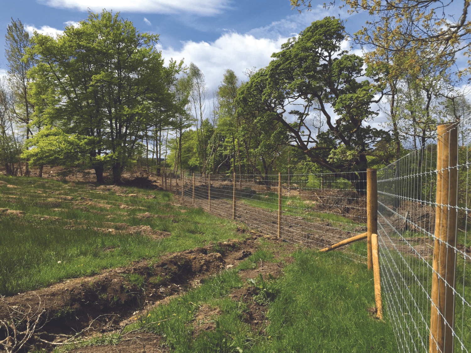 Farmland Returned Back to a Forest - Tilhill Forestry