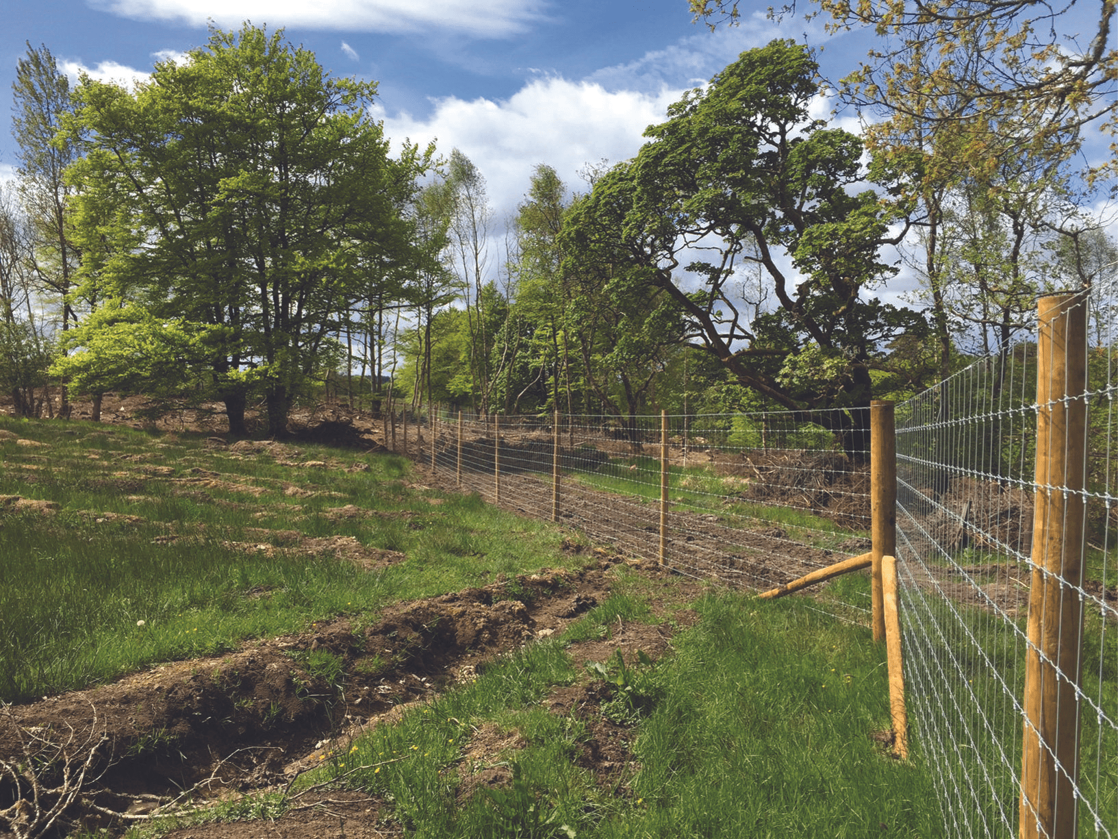 Farmland Returned Back to a Forest - Tilhill Forestry