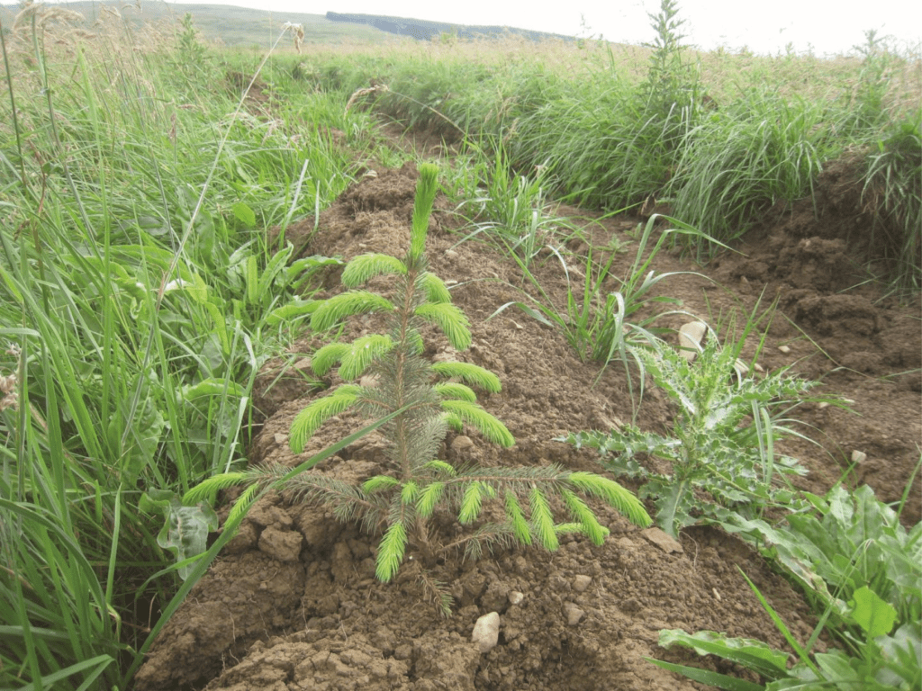 Farmland Returned Back to a Forest - Tilhill Forestry