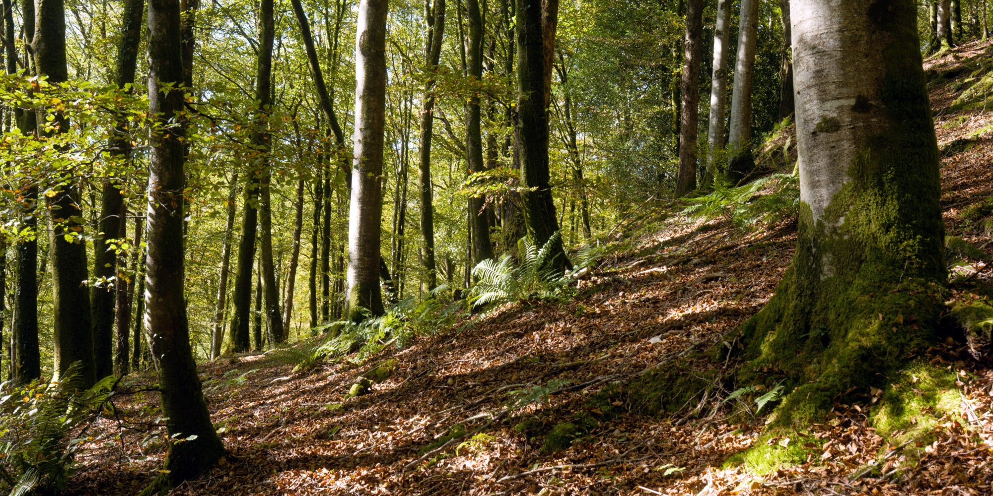 Forestry Funds Open - Tilhill Forestry