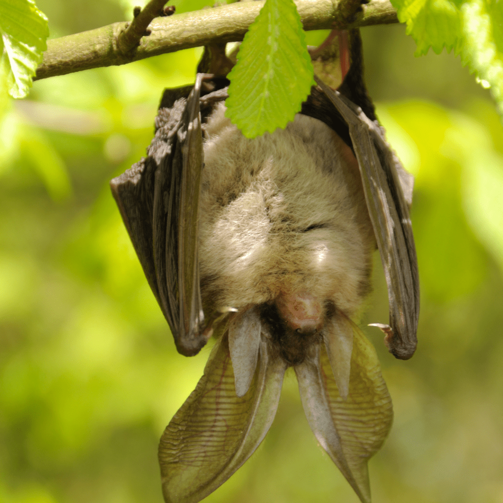 Planting Hedgerows for Habitat Creation and Connectivity - Tilhill Forestry