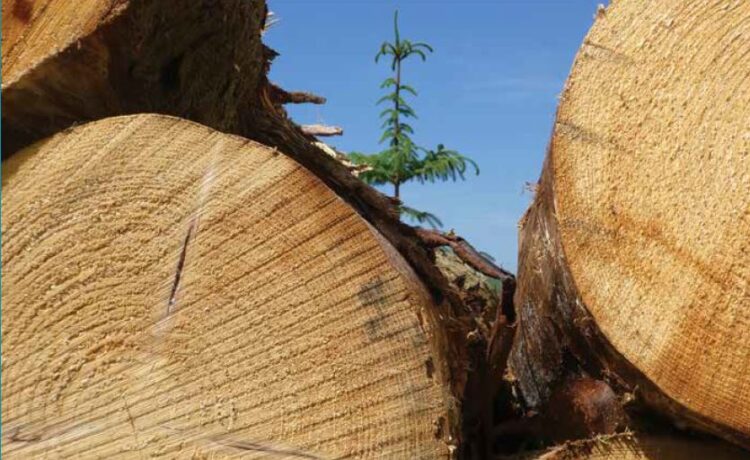 TIMBER! The Market for Standing Timber in the UK - Tilhill Forestry