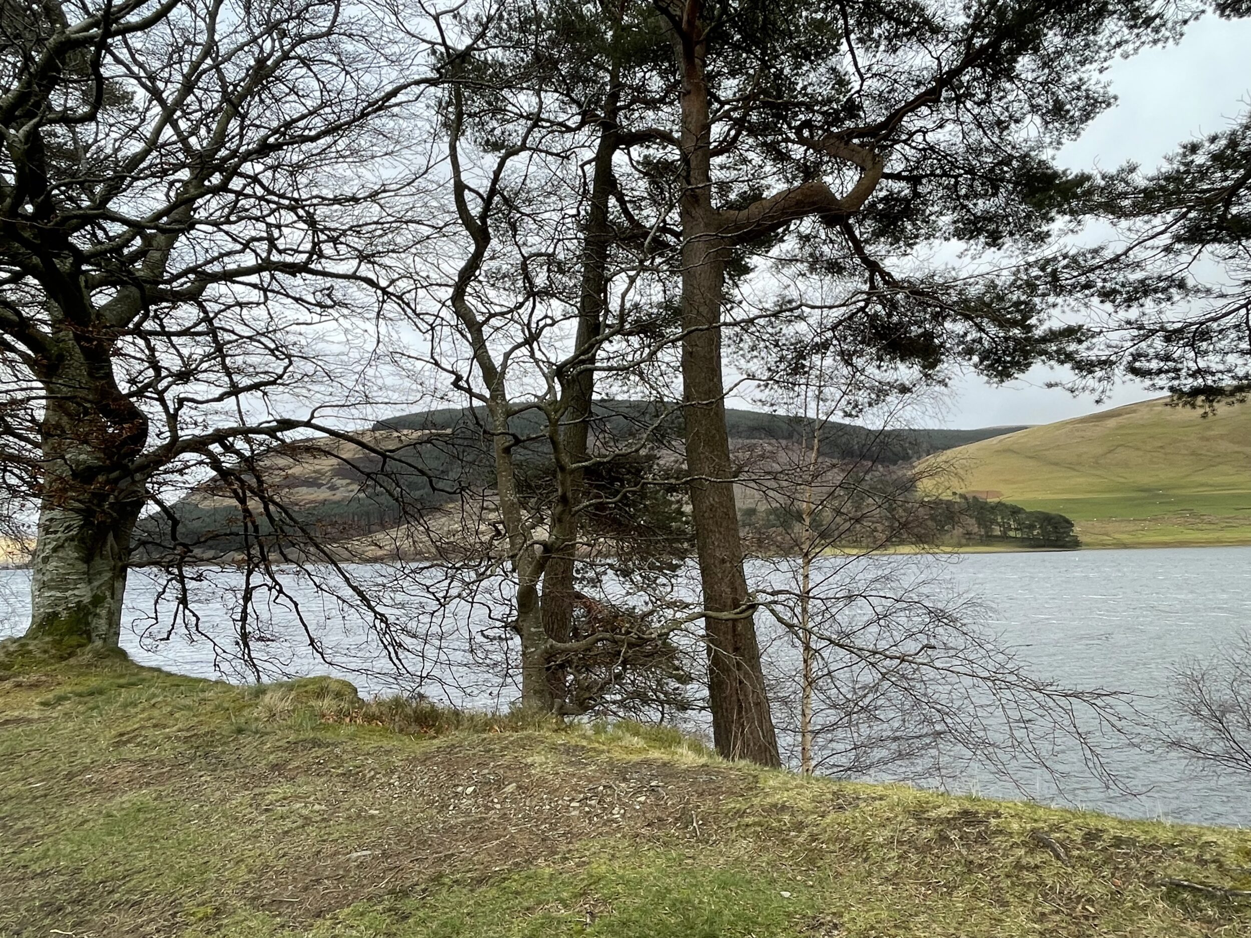 Managing a Sustainable Productive Forest - Tilhill Forestry