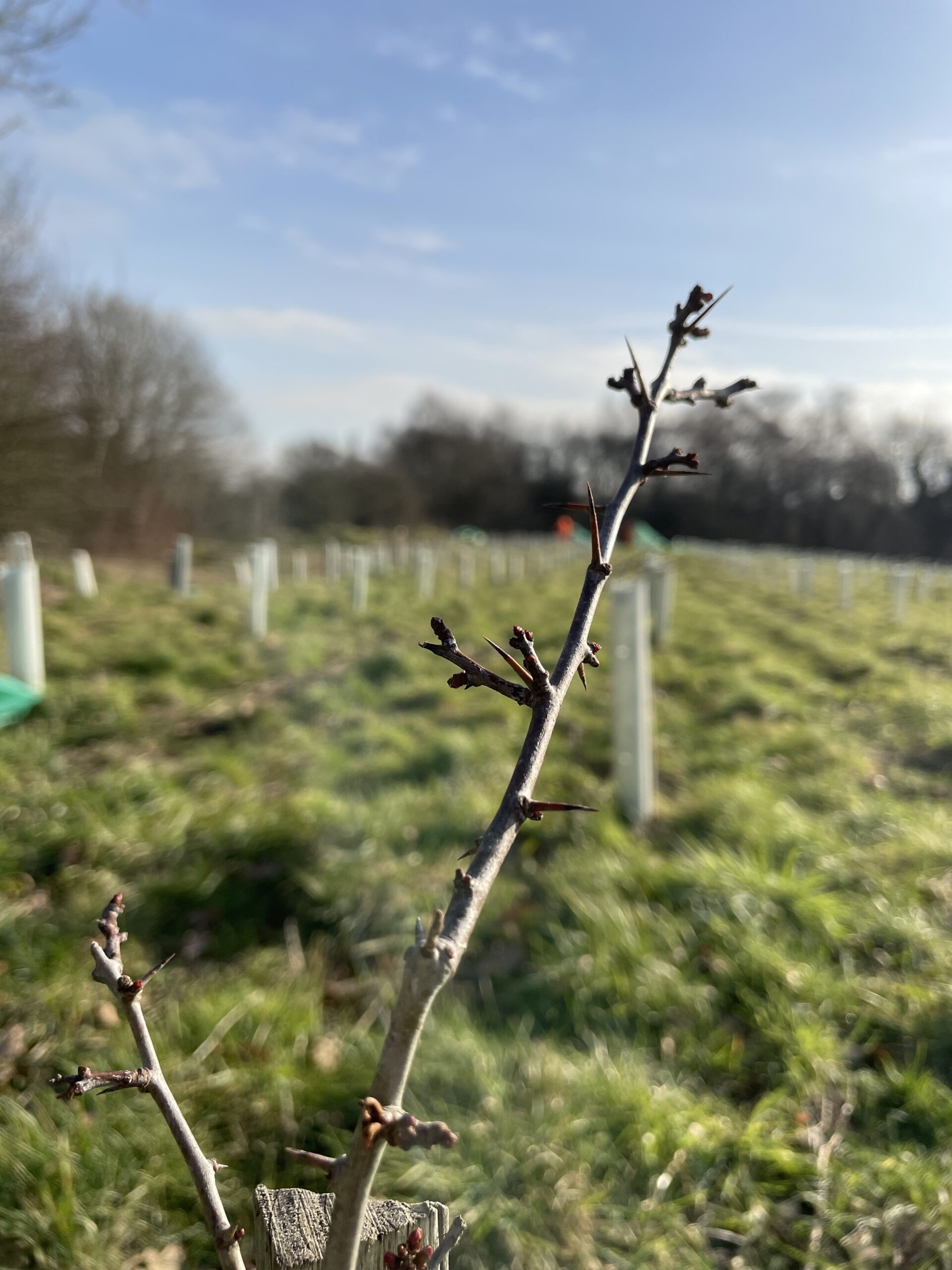 Historic Marshalling Yard Rejuvenated by Biodiversity Improvements ...
