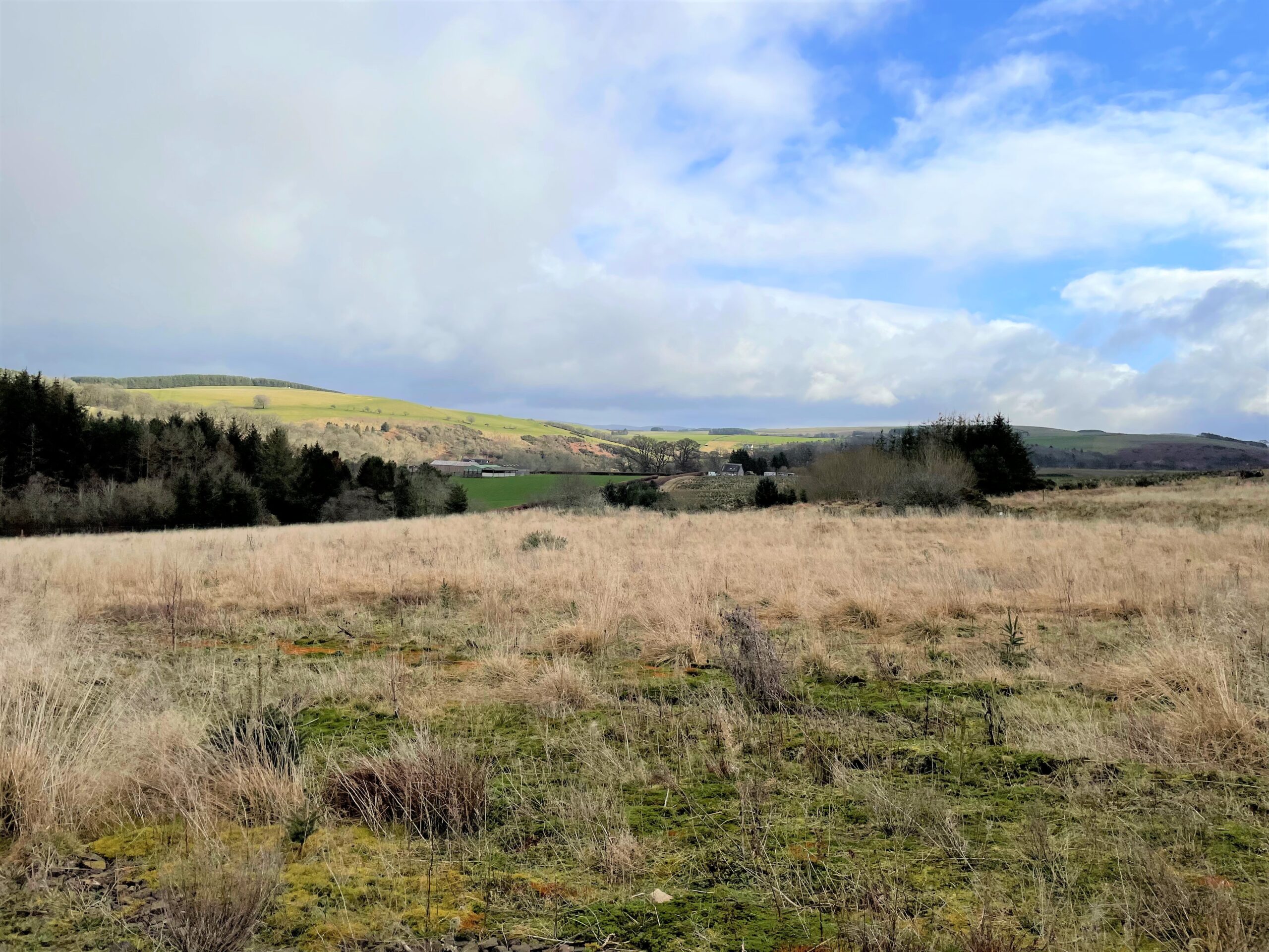 Tree Planting for Carbon, Biodiversity and Timber - Tilhill Forestry