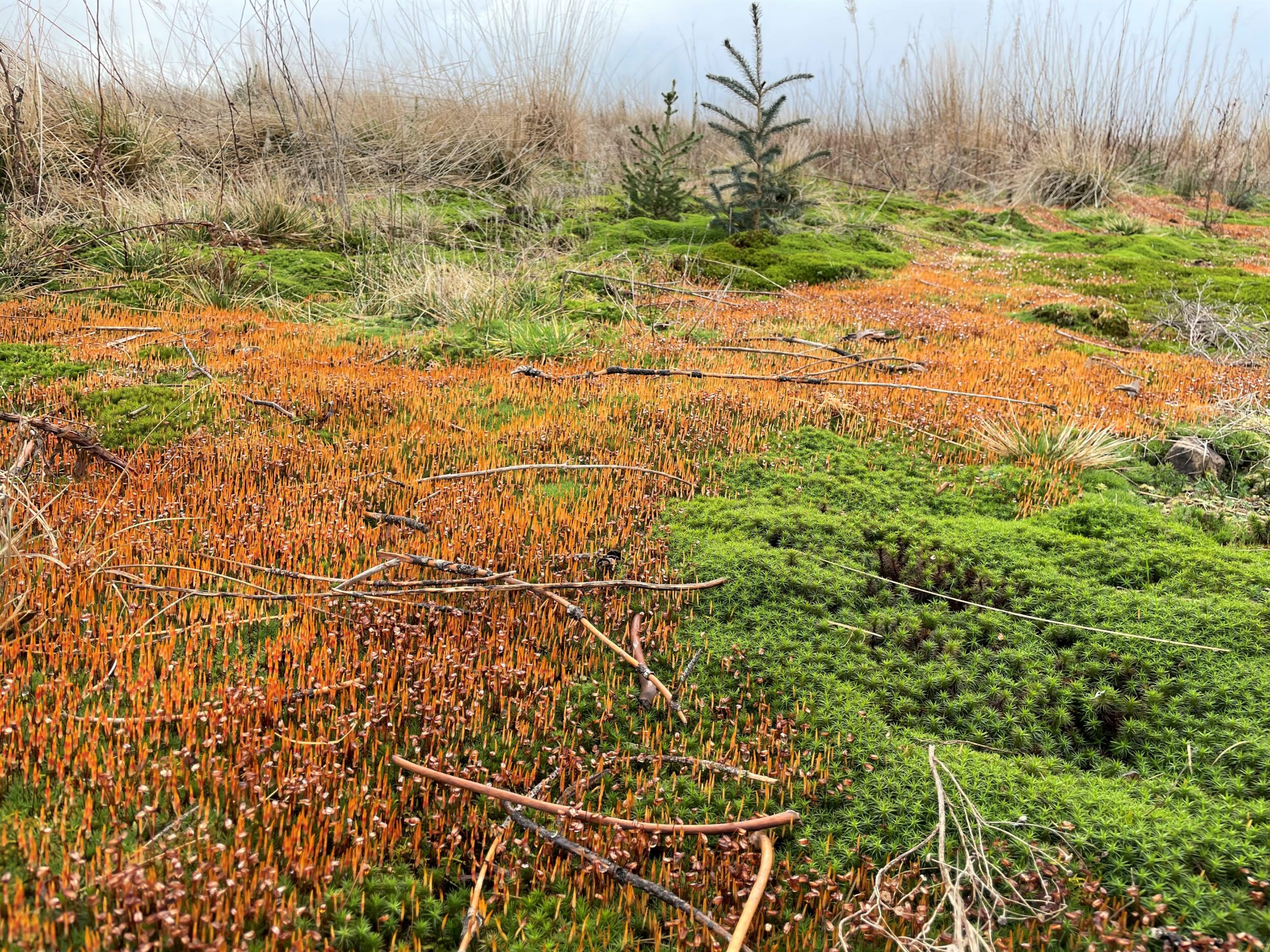 Tree Planting for Carbon, Biodiversity and Timber - Tilhill Forestry