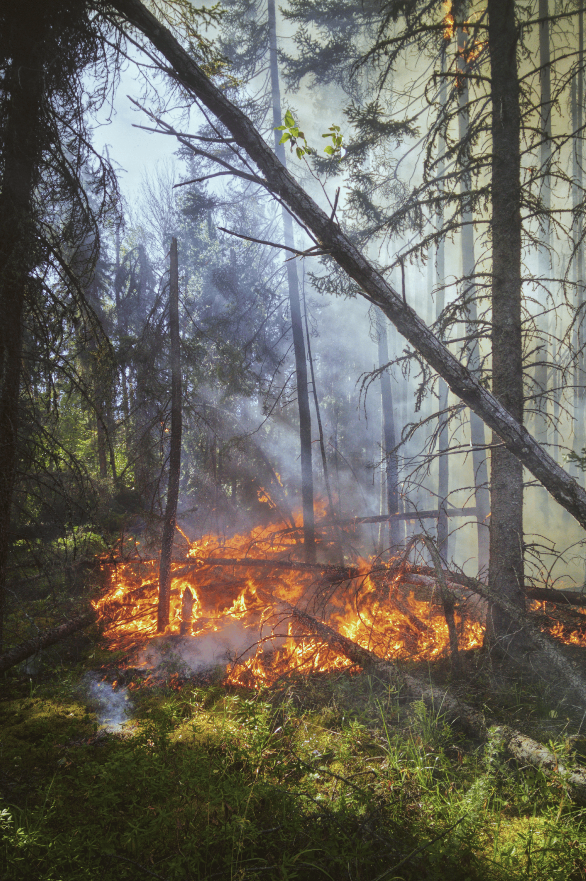 Wildfire Risk - Tilhill Forestry