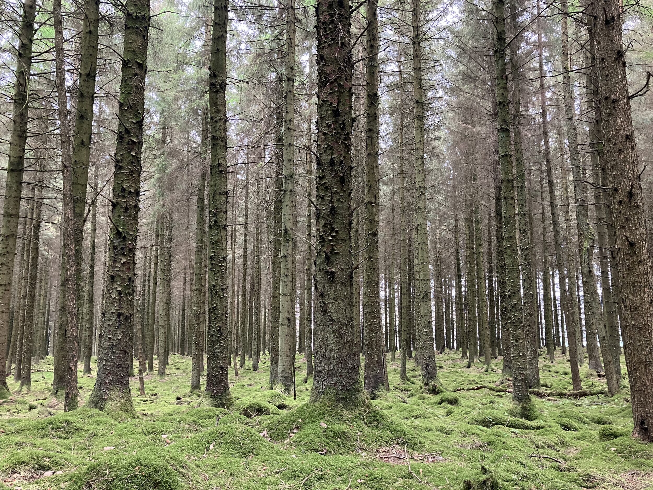 Tilhill Celebrates Stunning Twelve Award Wins in Woodlands Awards ...