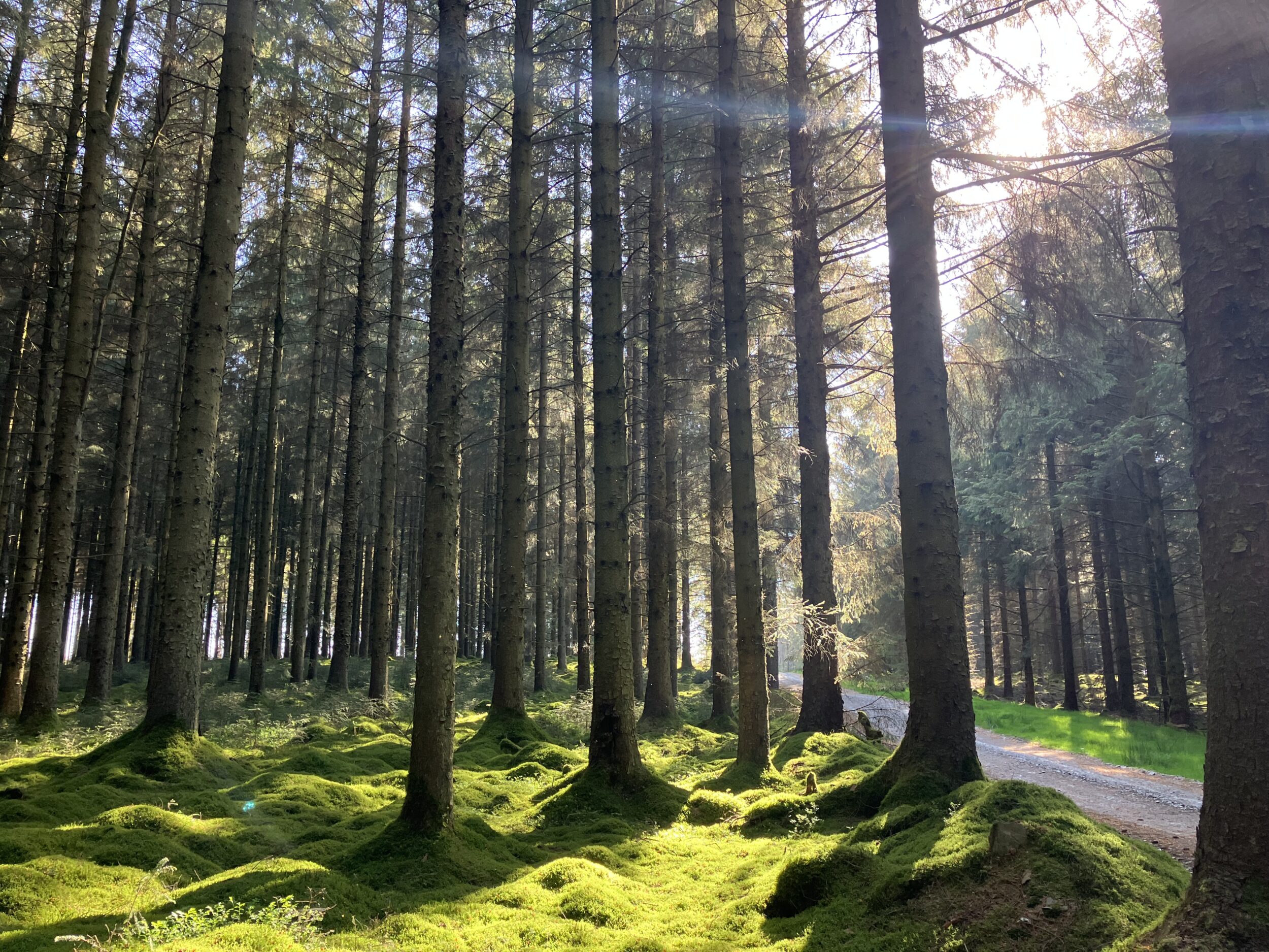 Tilhill Celebrates Stunning Twelve Award Wins in Woodlands Awards ...