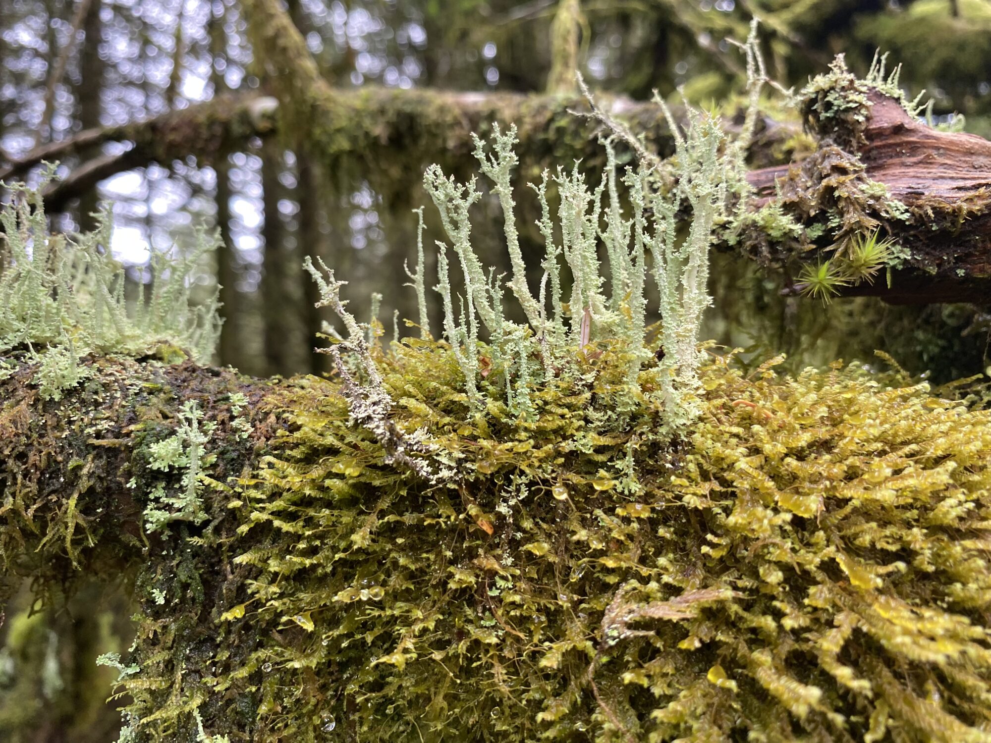 Exploring Peatland Ecosystem Benefits - Tilhill Forestry