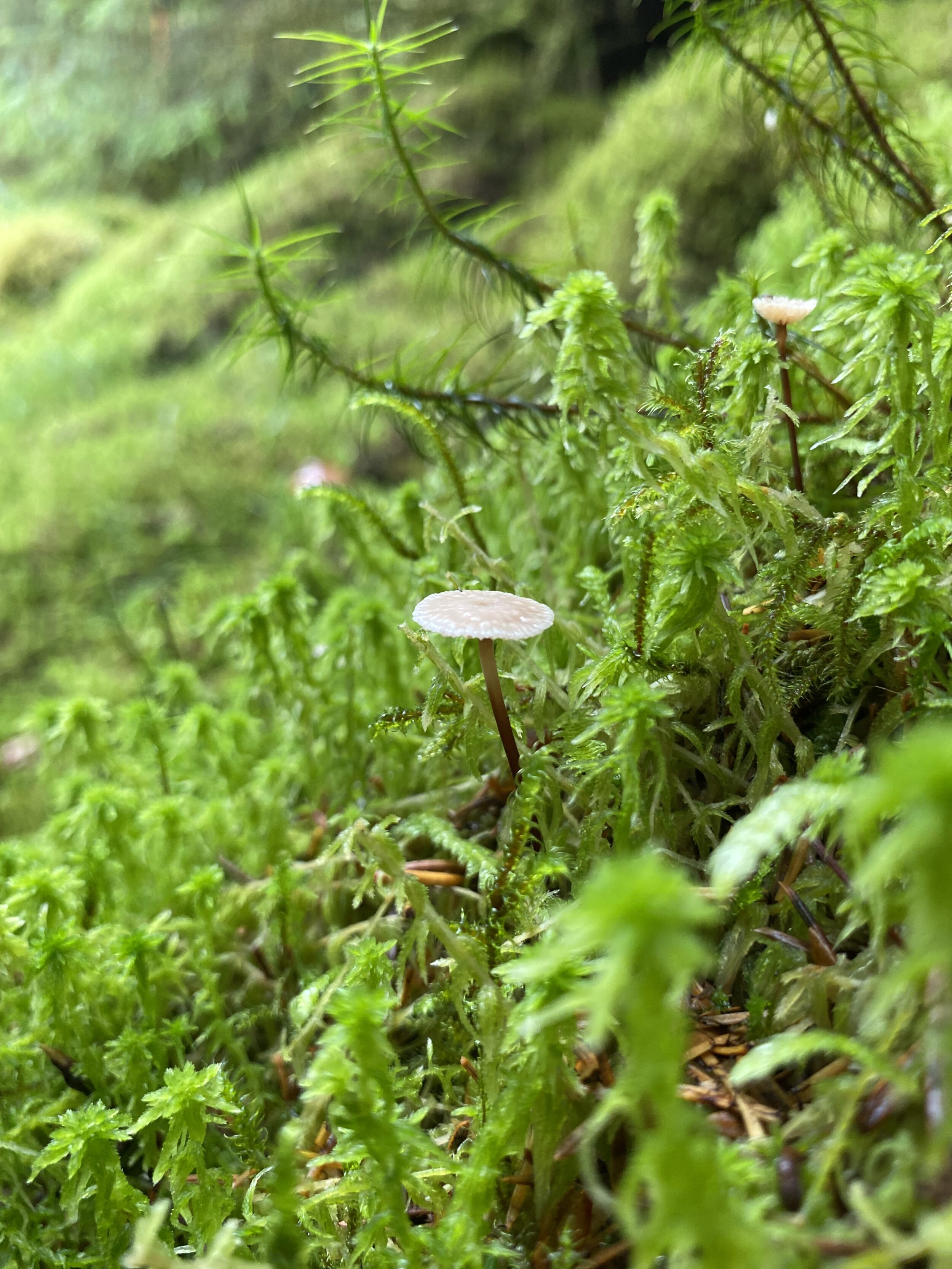 Exploring Peatland Ecosystem Benefits - Tilhill Forestry