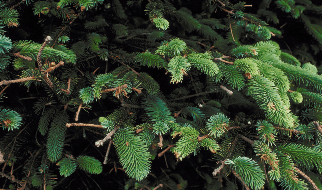 Changing Perceptions and Learning to Love Sitka Spruce - Tilhill Forestry