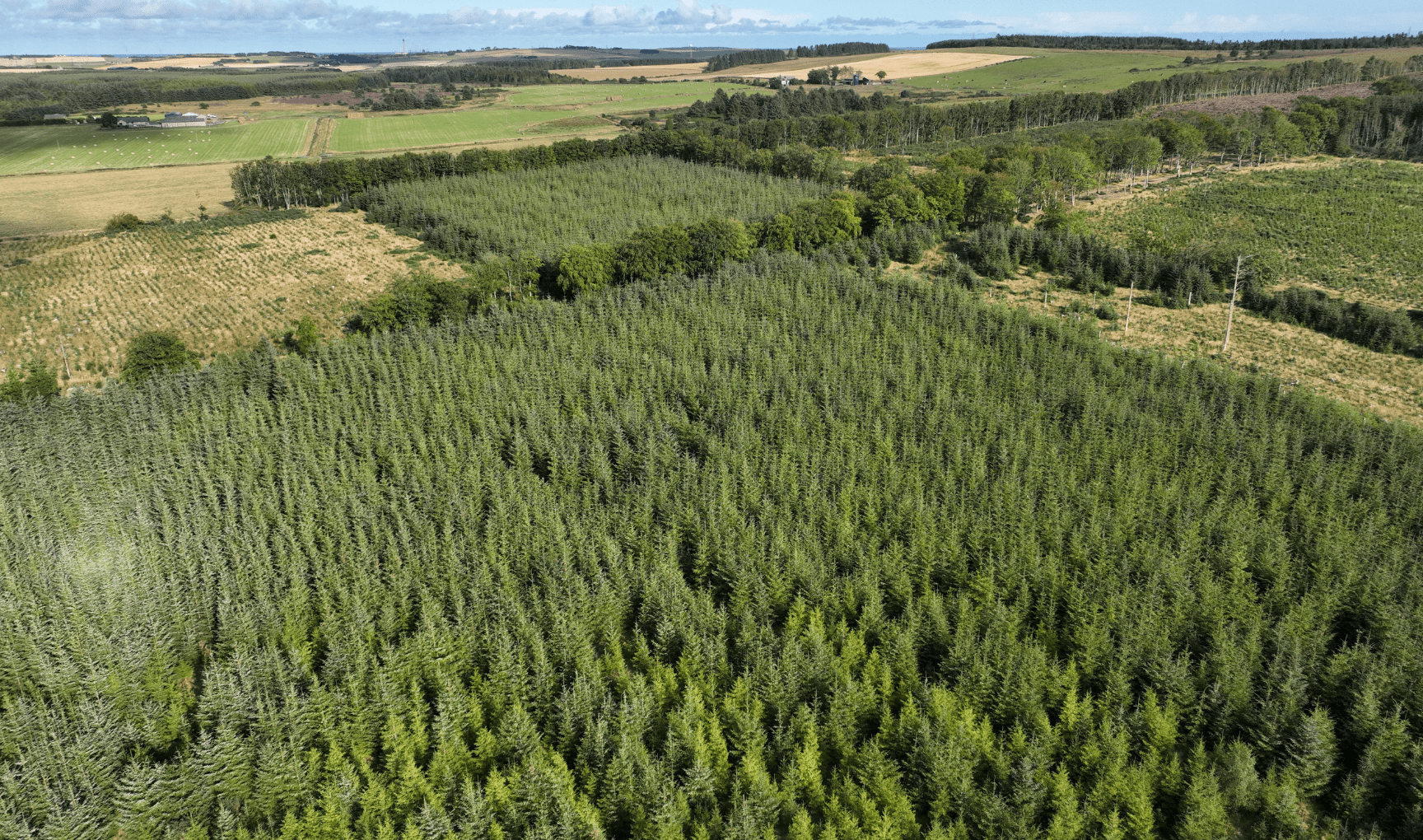 Woodland For Sale - Tilhill Forestry