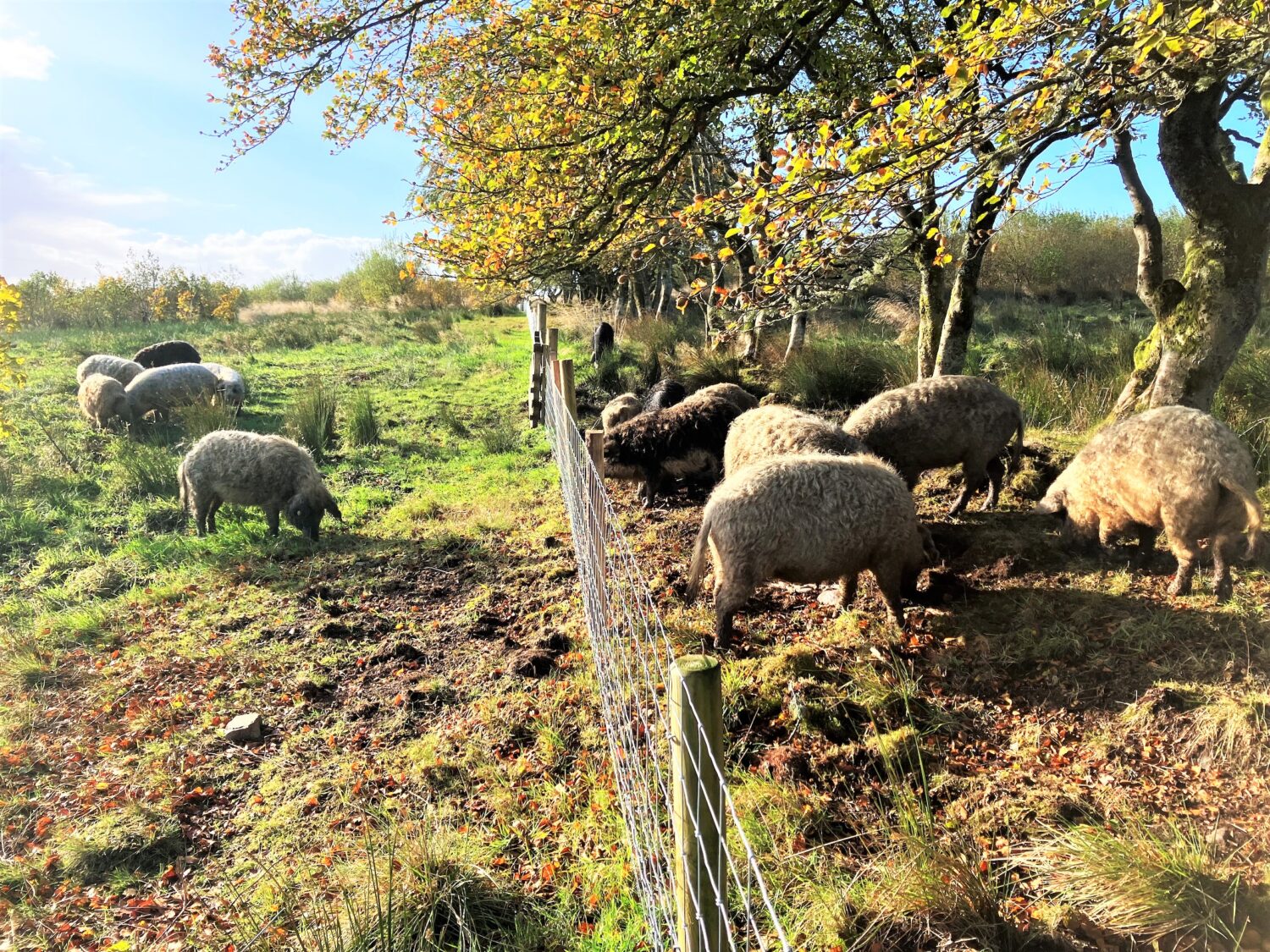 Climate, community, forestry and farming at the heart of Scotland’s ...