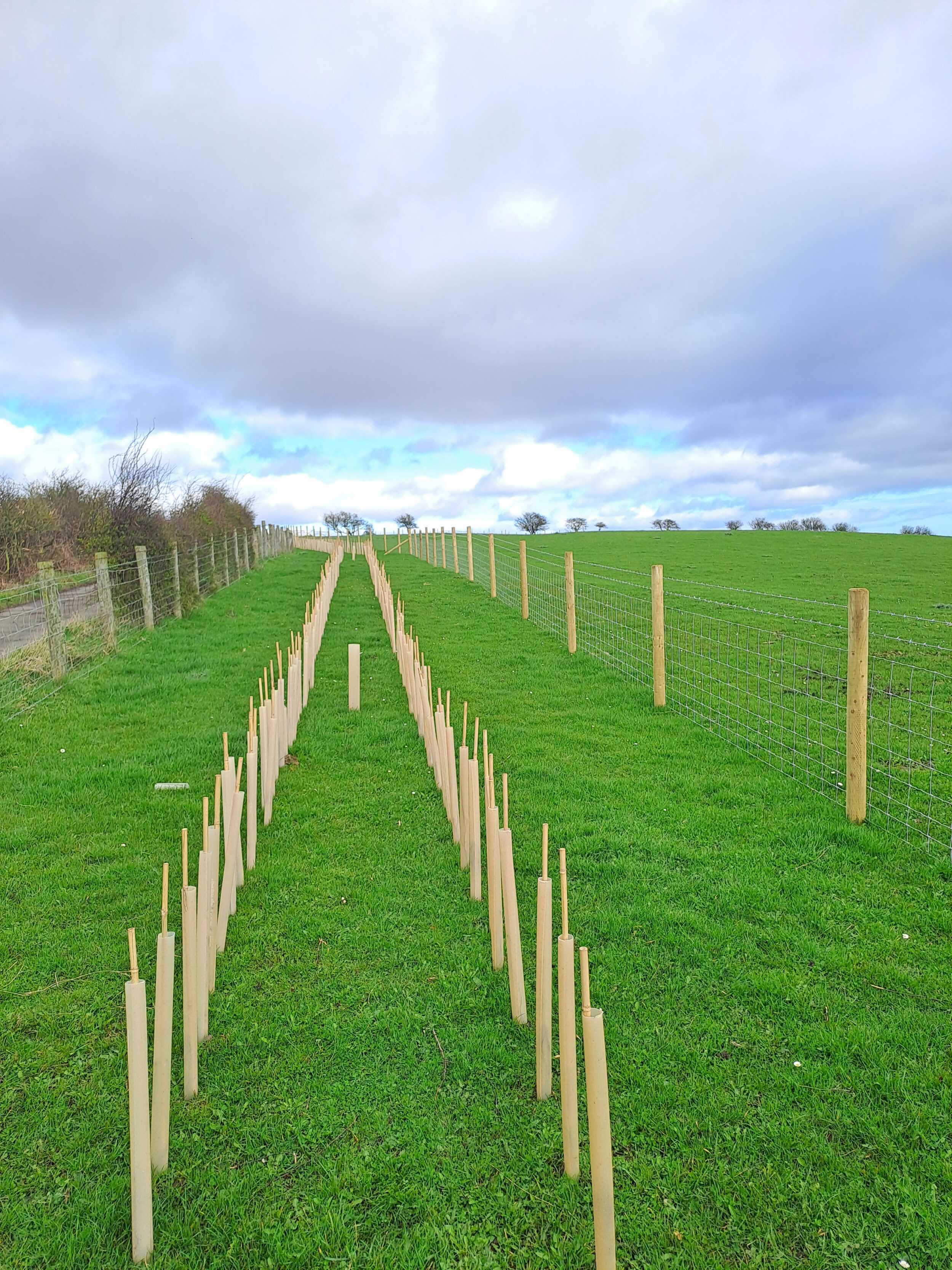 8.2 km of New Hedgerows Planted Near Durham Coast - Tilhill Forestry