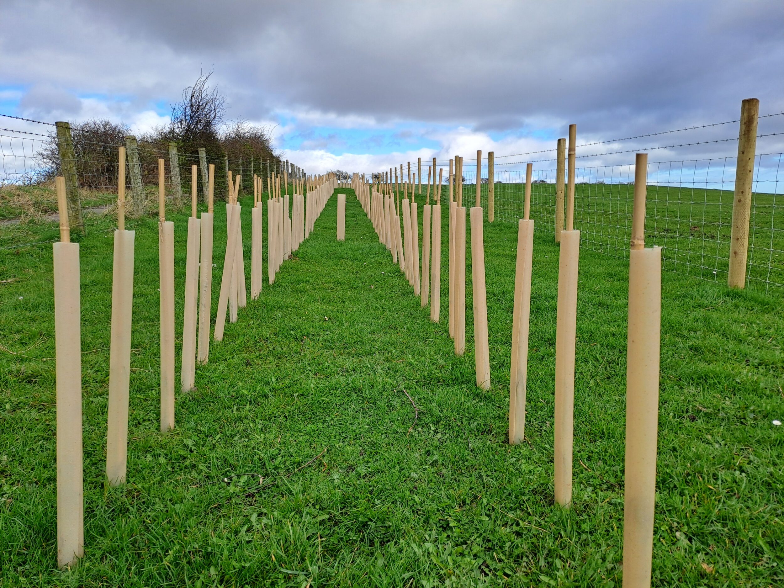 8.2 km of New Hedgerows Planted Near Durham Coast - Tilhill Forestry