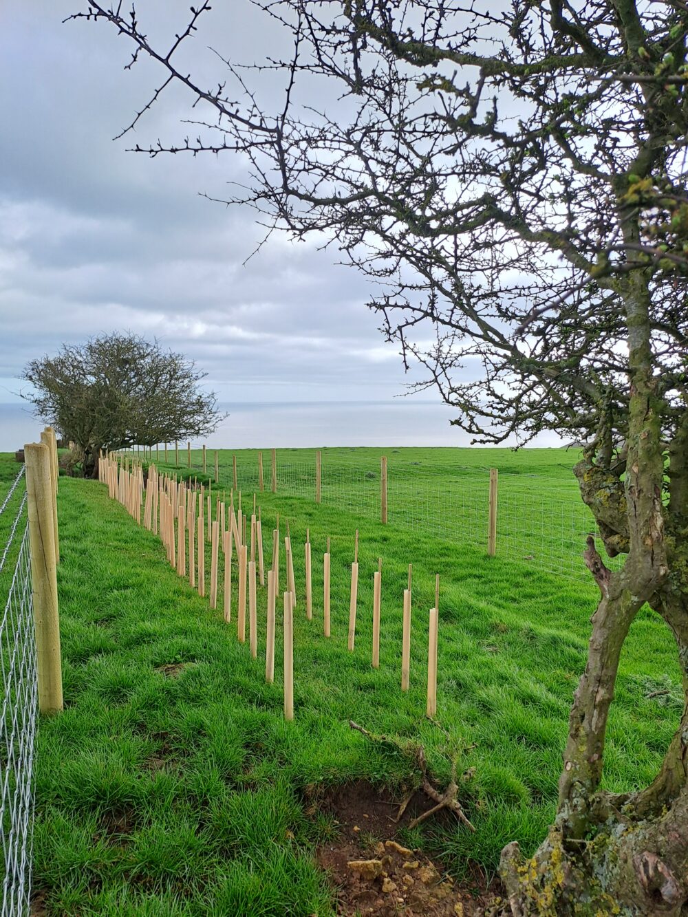 8.2 km of New Hedgerows Planted Near Durham Coast - Tilhill Forestry