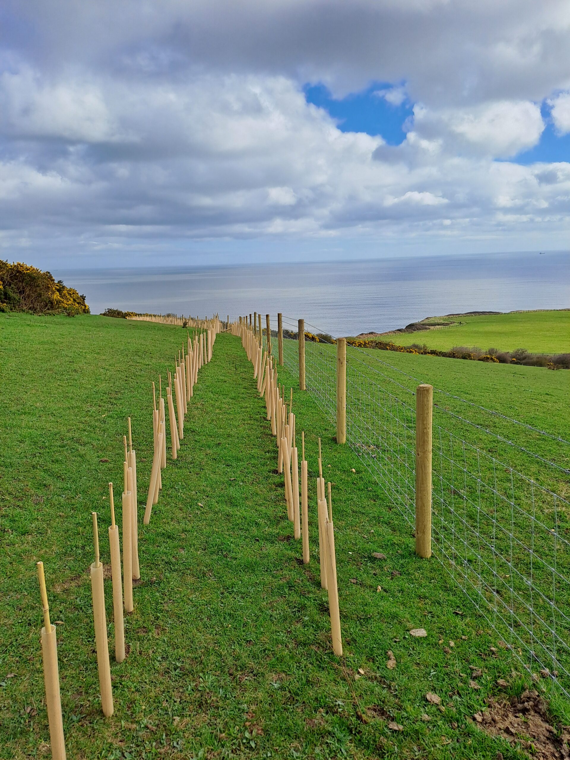 8.2 km of New Hedgerows Planted Near Durham Coast - Tilhill Forestry