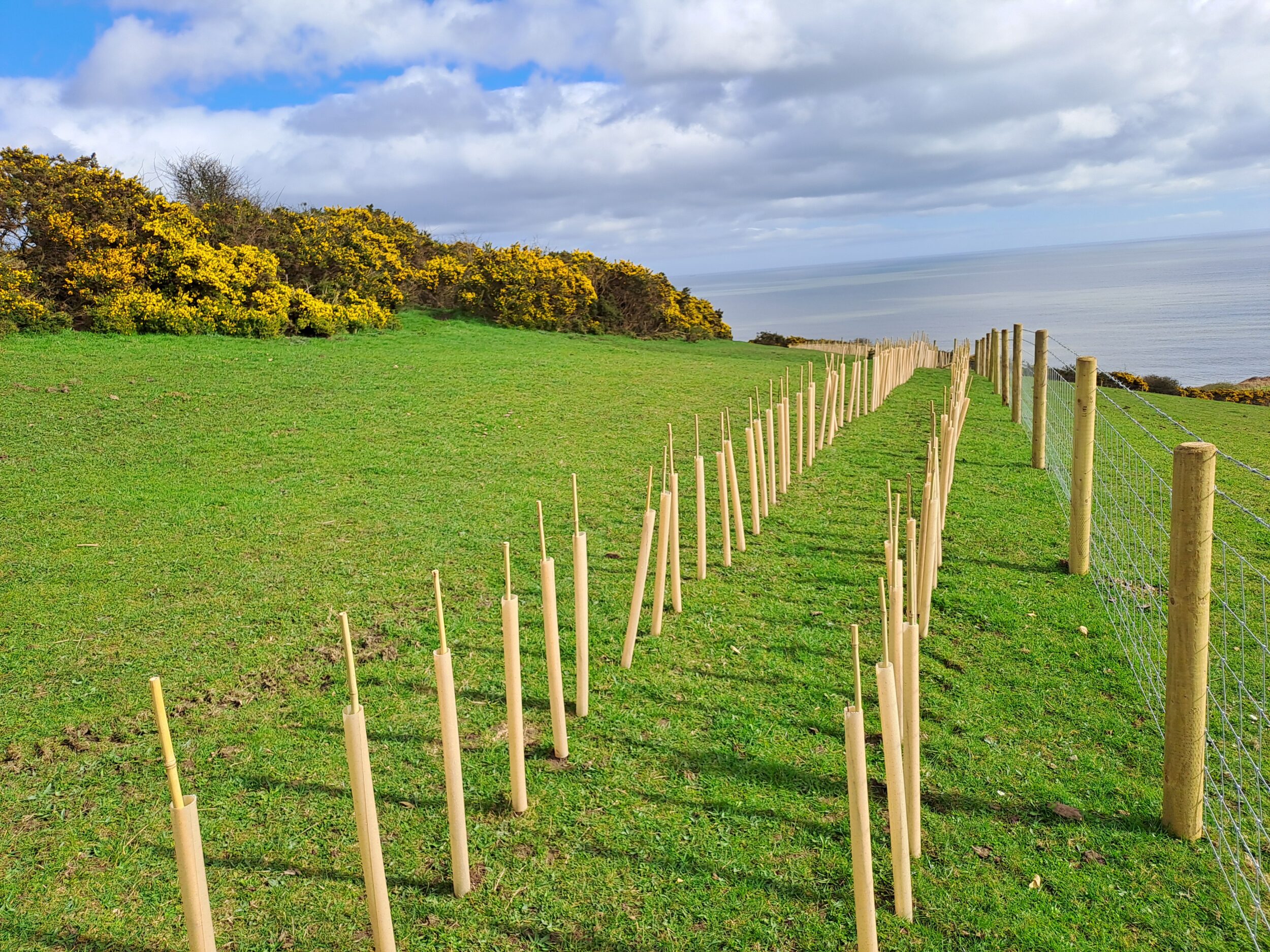 8.2 km of New Hedgerows Planted Near Durham Coast - Tilhill Forestry