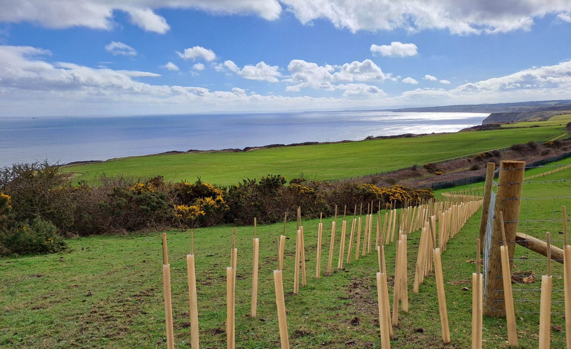 Agroforestry & Hedgerow Planting - Tilhill Forestry