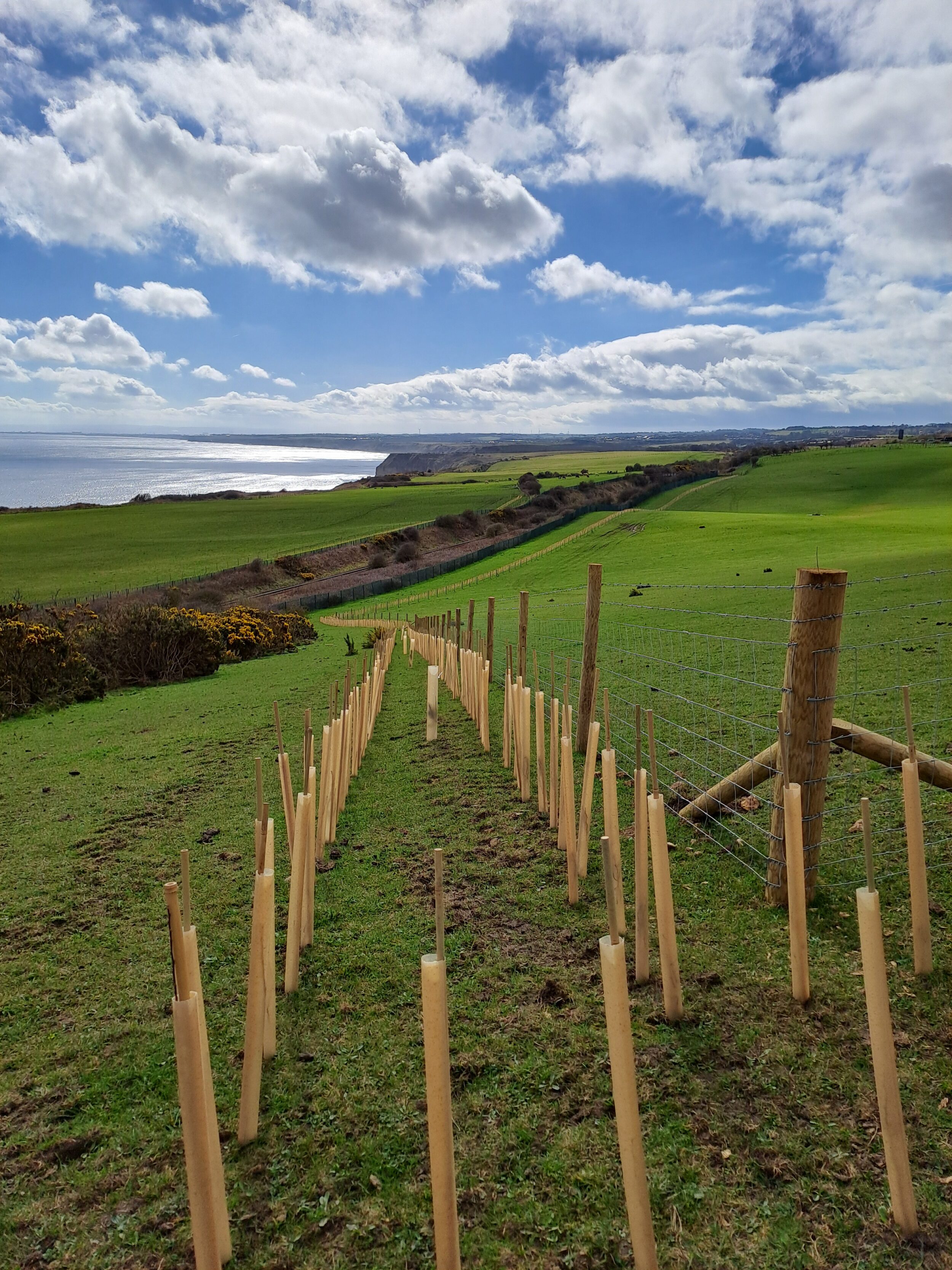 8.2 km of New Hedgerows Planted Near Durham Coast - Tilhill Forestry