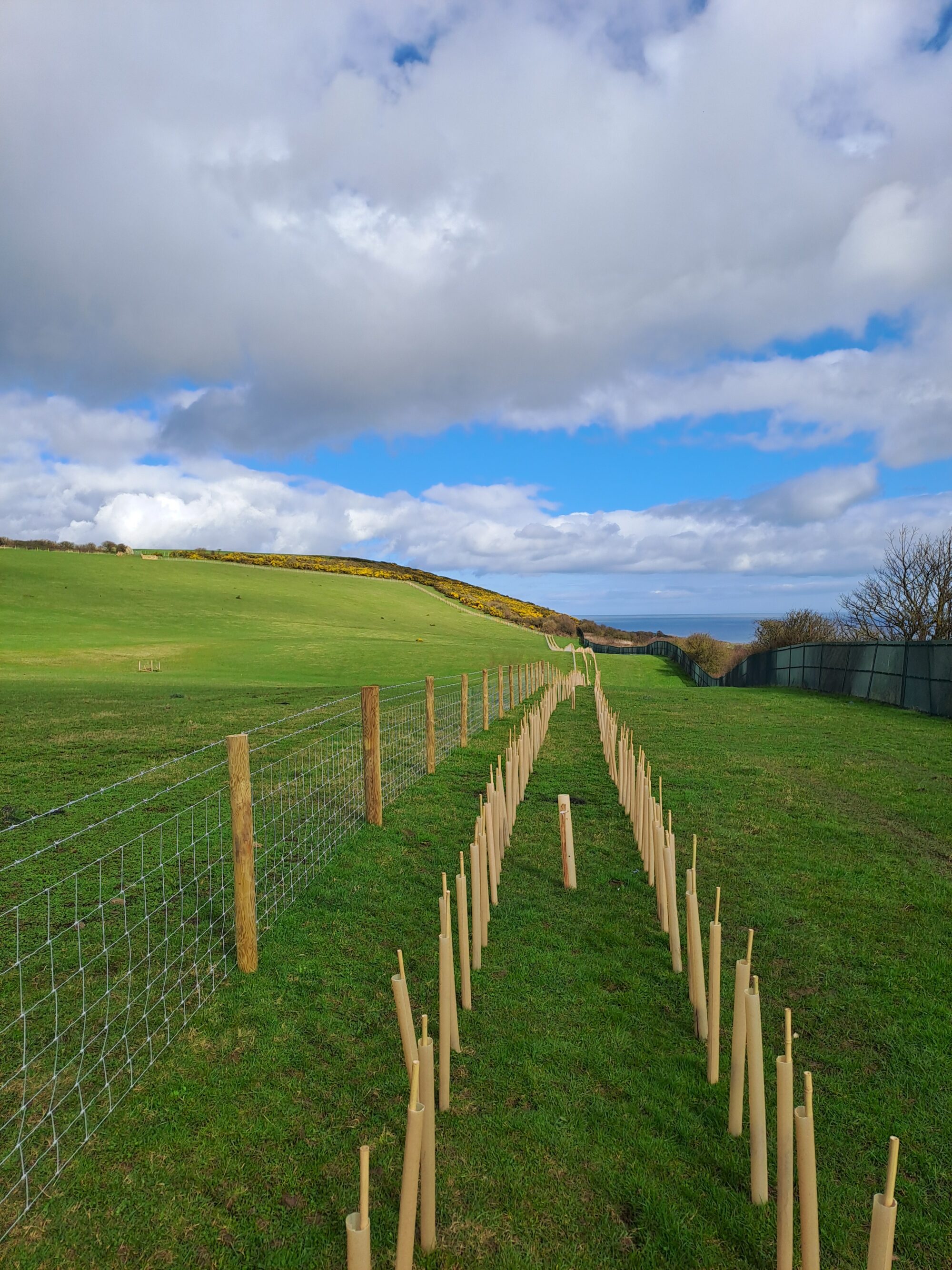 8.2 km of New Hedgerows Planted Near Durham Coast - Tilhill Forestry