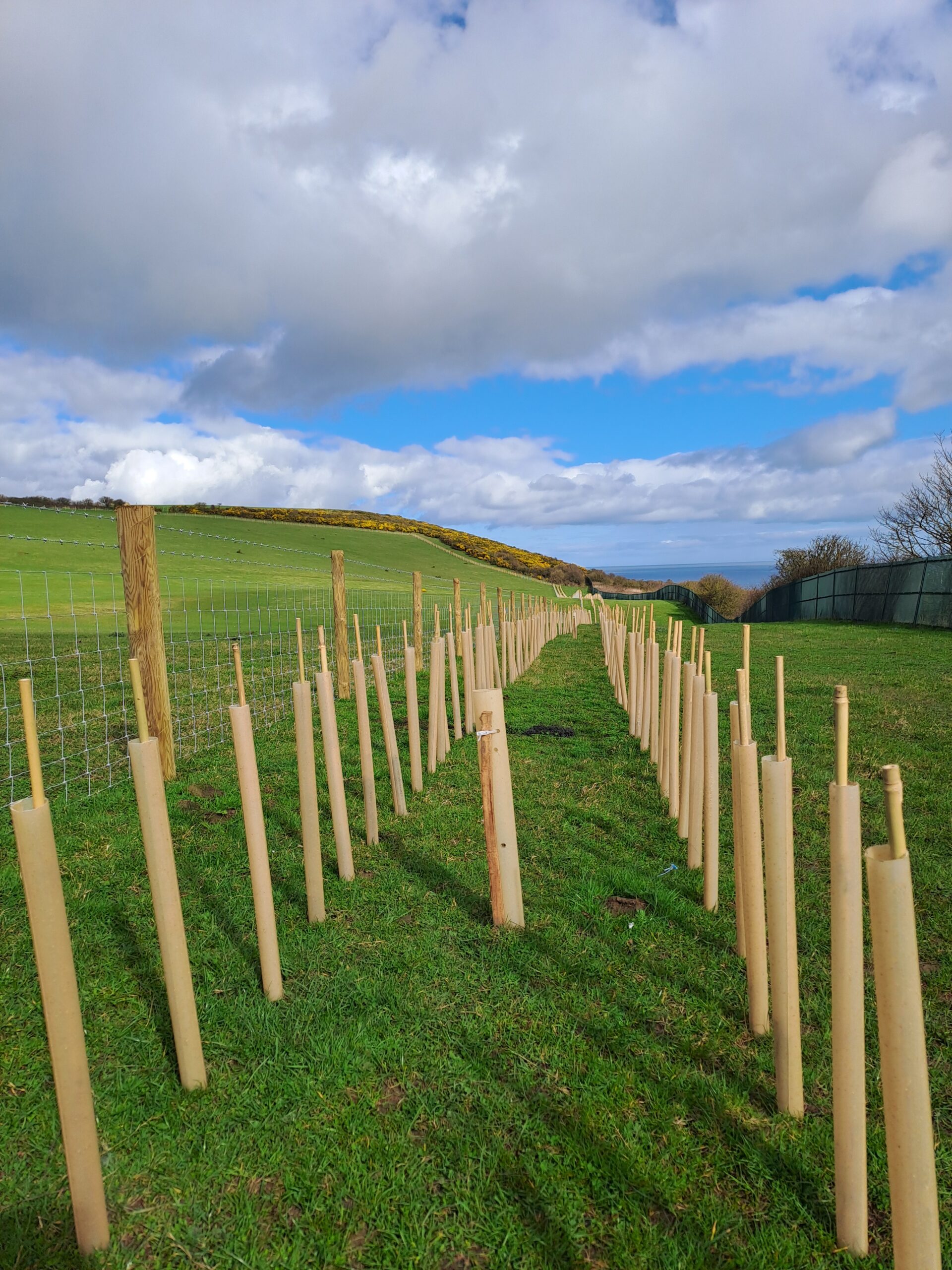 8.2 km of New Hedgerows Planted Near Durham Coast - Tilhill Forestry
