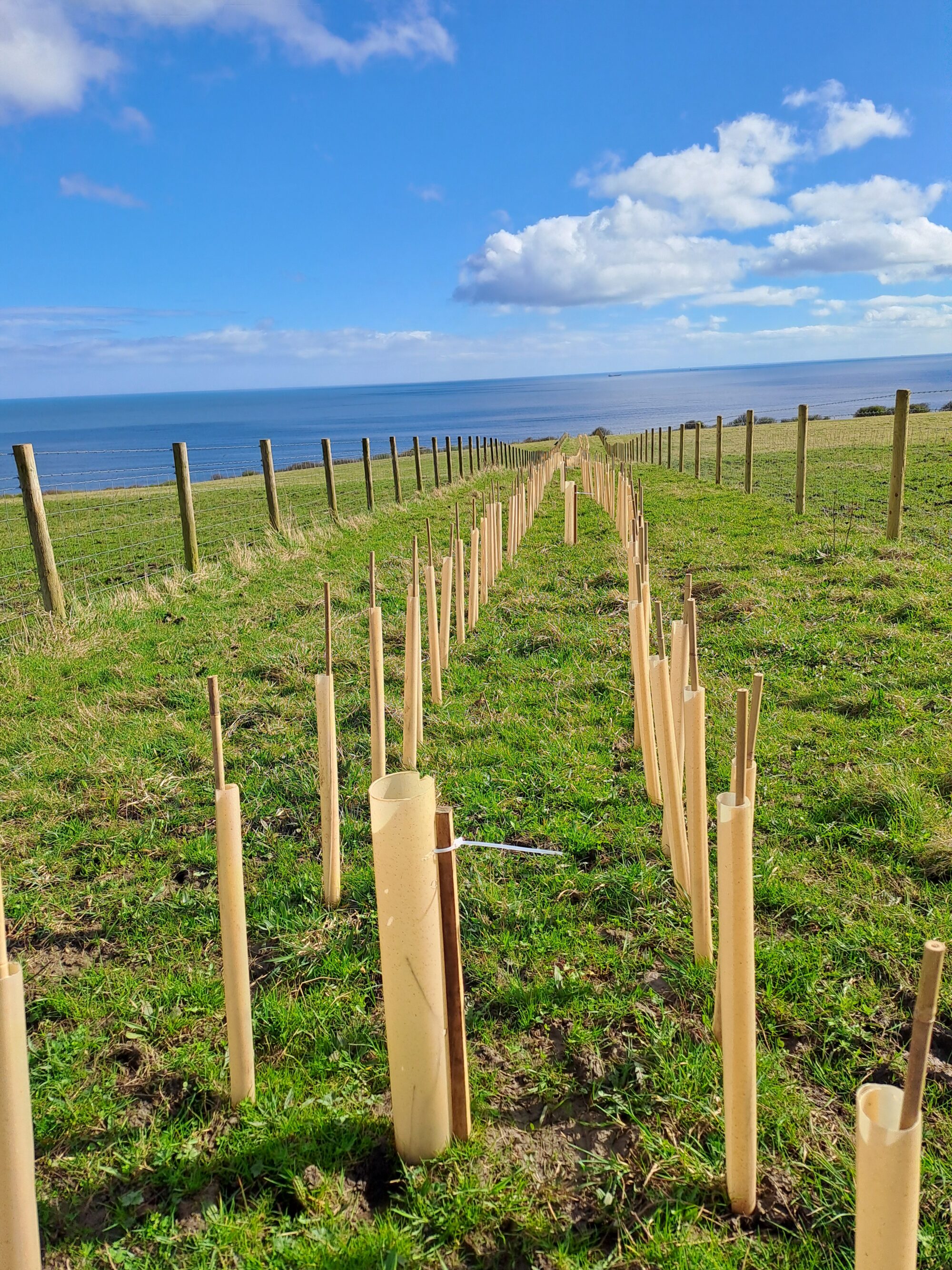 8.2 km of New Hedgerows Planted Near Durham Coast - Tilhill Forestry