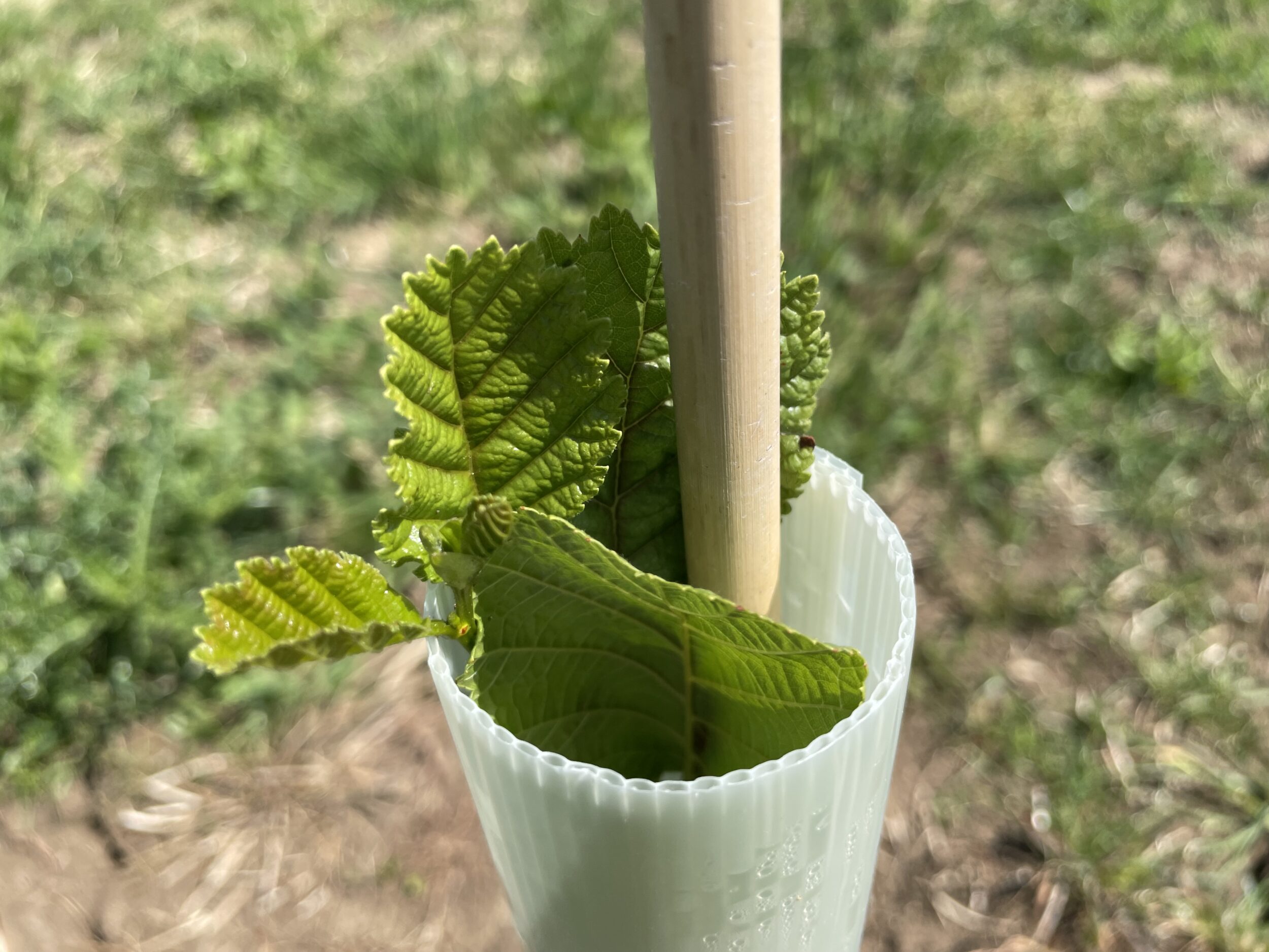 My Job as an Assistant Forest Manager - Tilhill Forestry