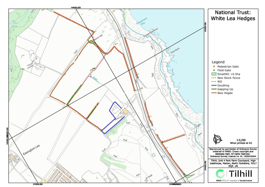 Planting Hedgerows for Habitat Creation and Connectivity - Tilhill Forestry