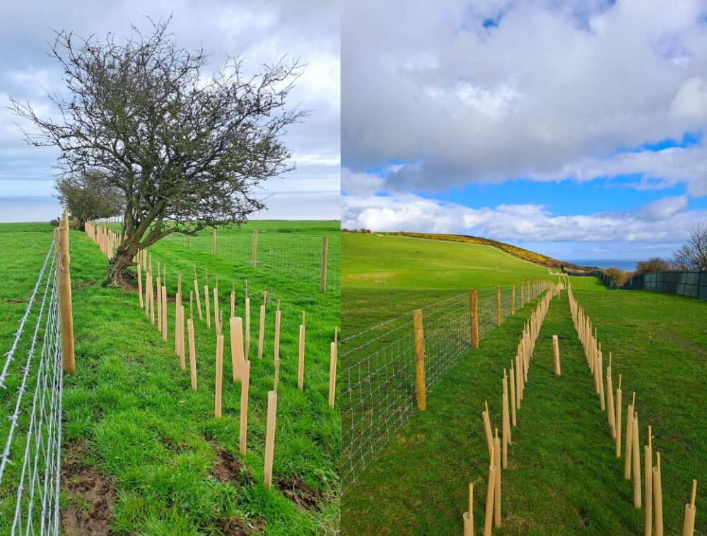 Planting Hedgerows for Habitat Creation and Connectivity - Tilhill Forestry