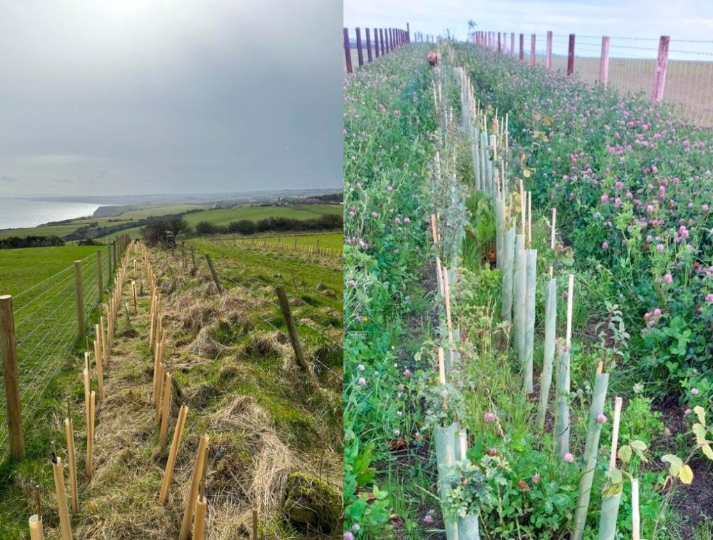 Planting Hedgerows for Habitat Creation and Connectivity - Tilhill Forestry