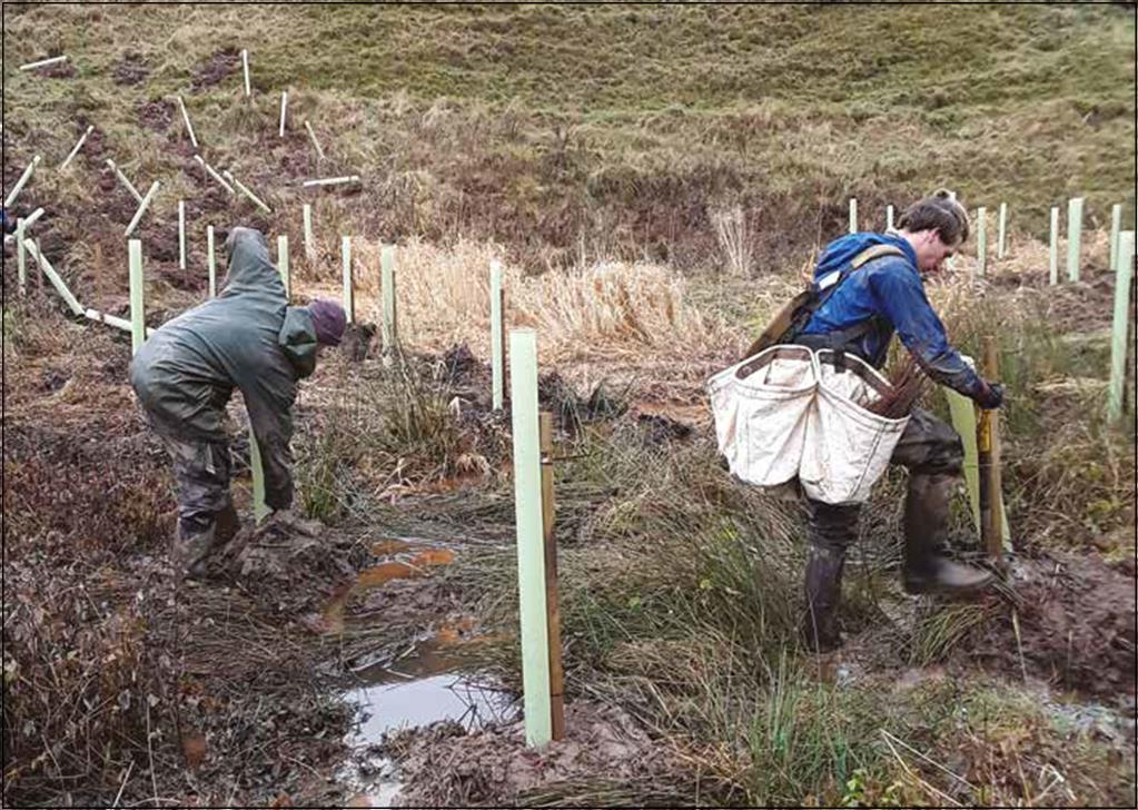 Planting - Tilhill Forestry