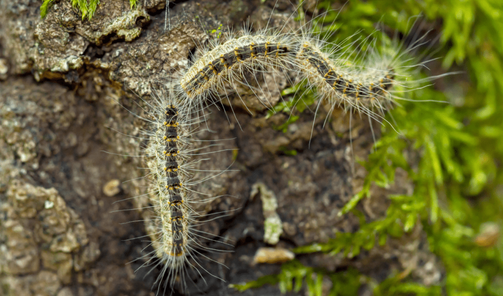 Warning for Oak processionary moth ahead of new hatching season ...