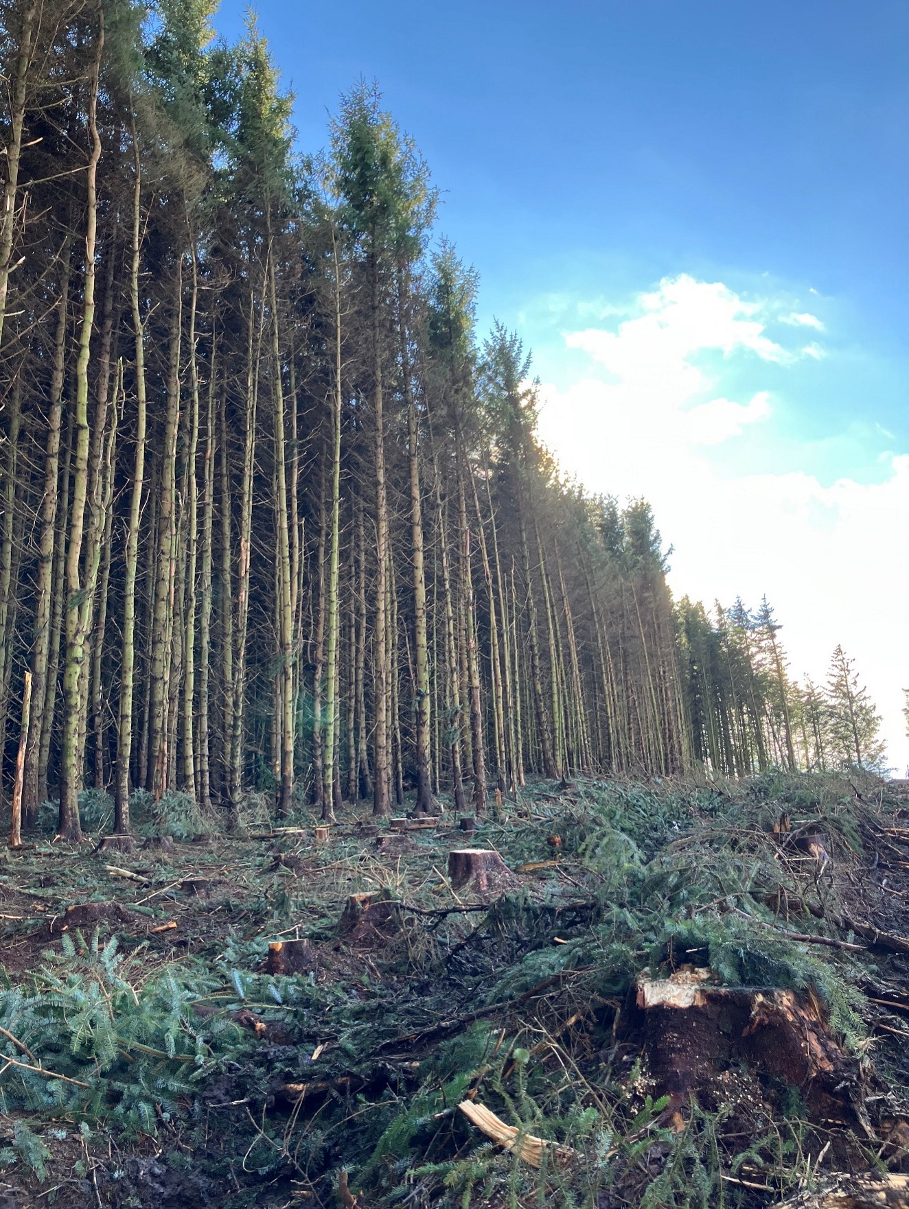 My Job as an Assistant Forest Manager - Tilhill Forestry