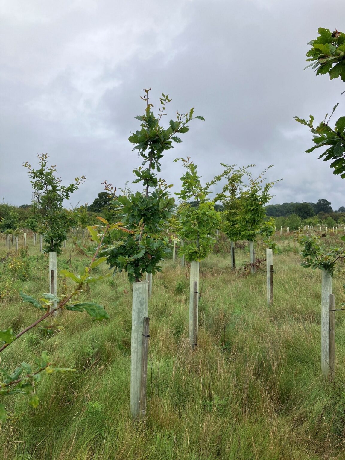 My Job as an Assistant Forest Manager - Tilhill Forestry