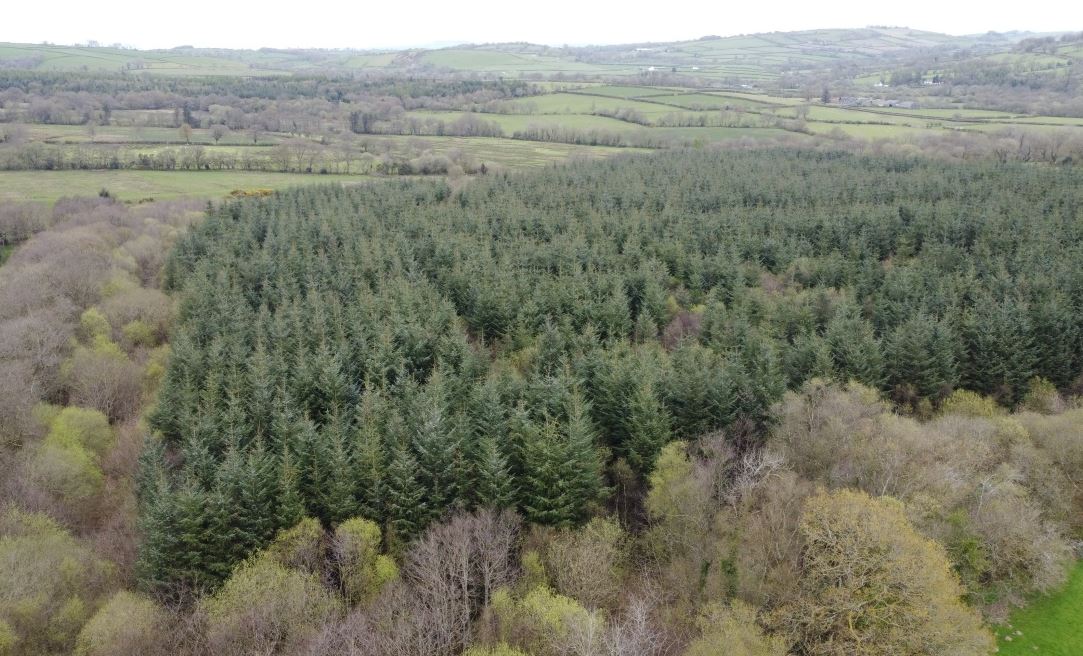 Blaen Waun - Tilhill Forestry