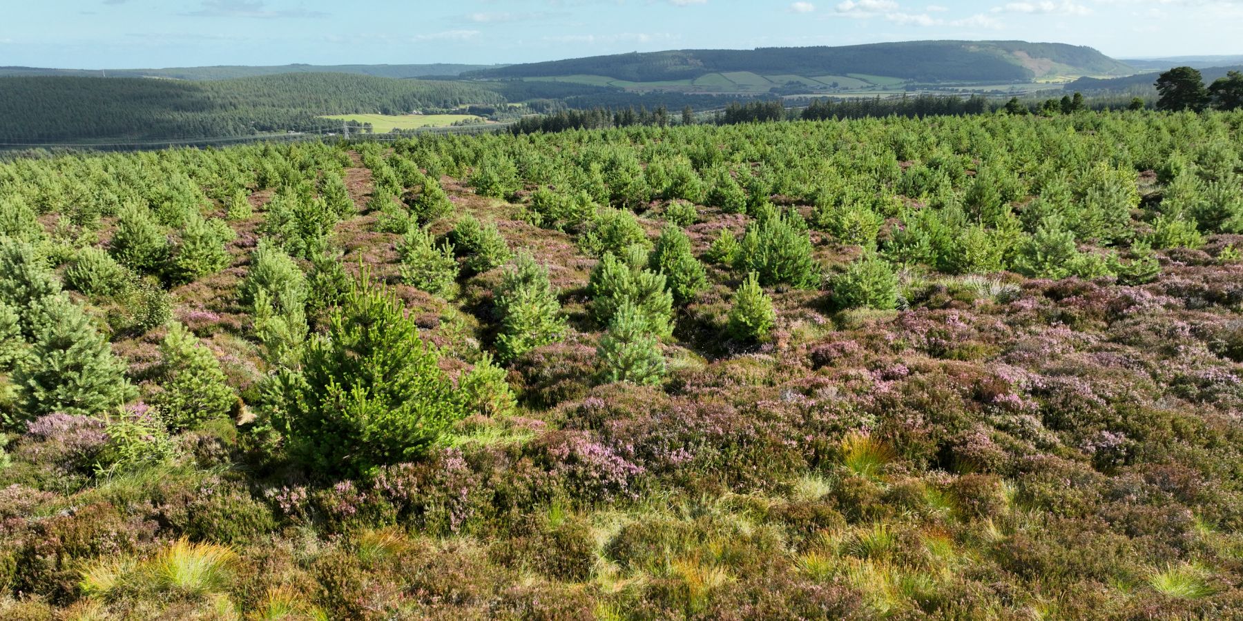 Woodland For Sale - Tilhill Forestry