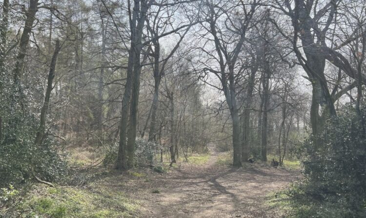 Woodland For Sale - Tilhill Forestry