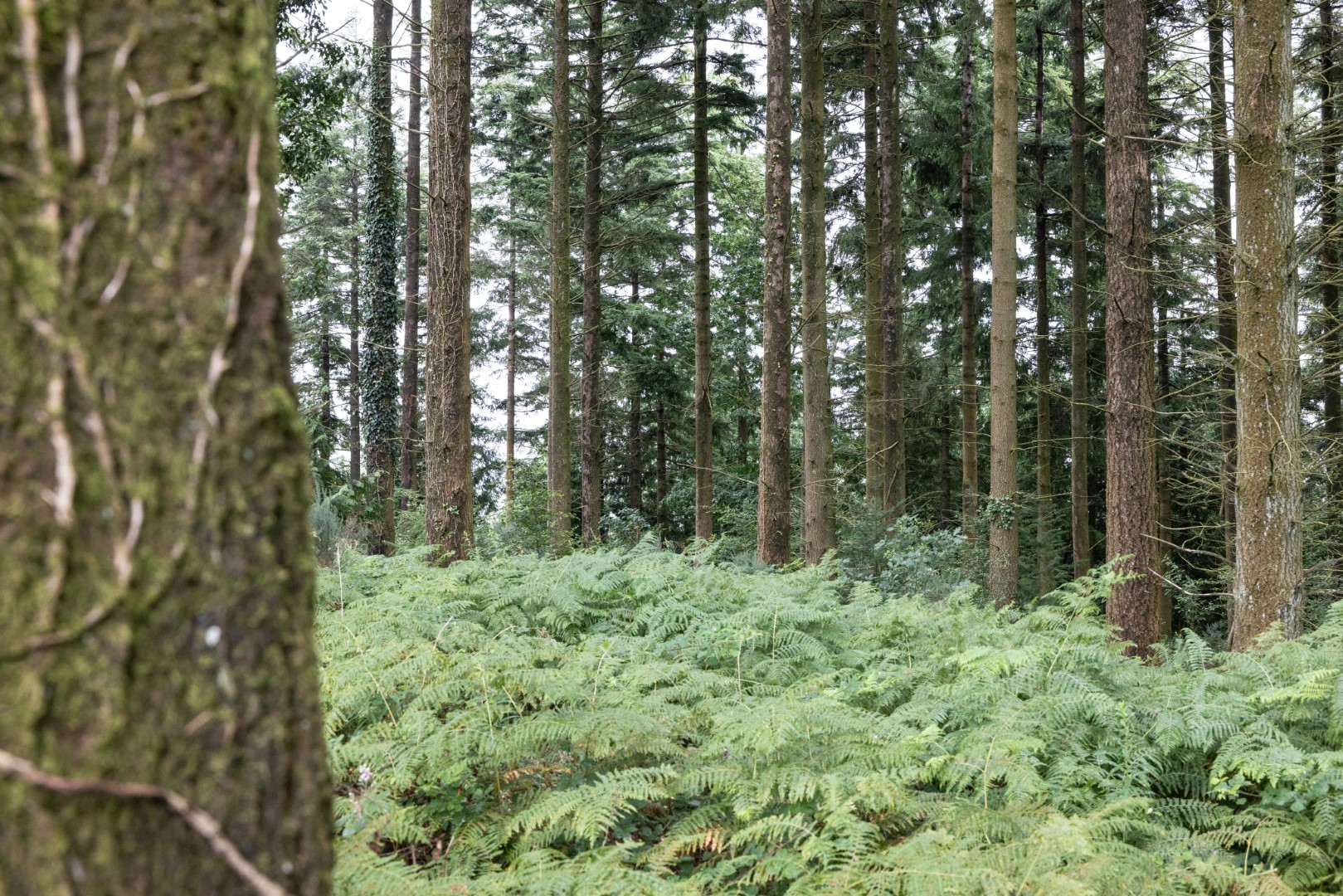 The UK Forest Market Report 2025: Future of land use defined by finding ...
